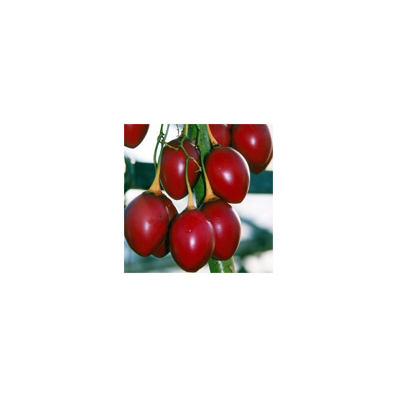Planta de tamarillo Cyphomandra betacea arbol tomate precio comprar