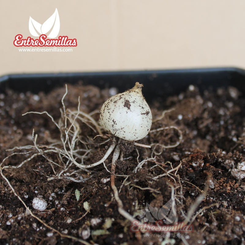 bulbo de bowiea volubilis bulbos raros exoticos sudafrica