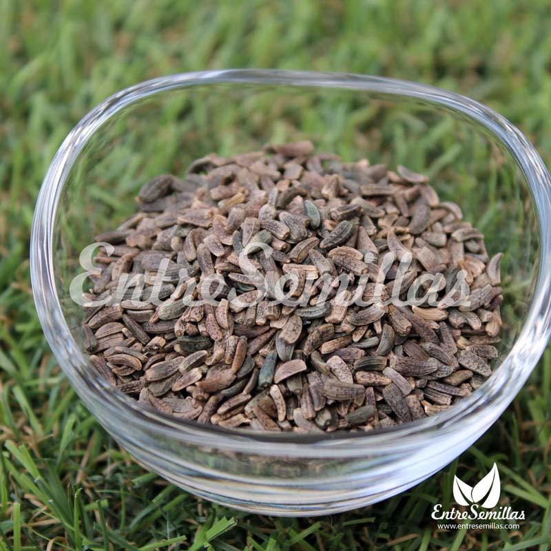 Compre Sementes de Bardana Maior (Arctium lappa) | Loja de Sementes
