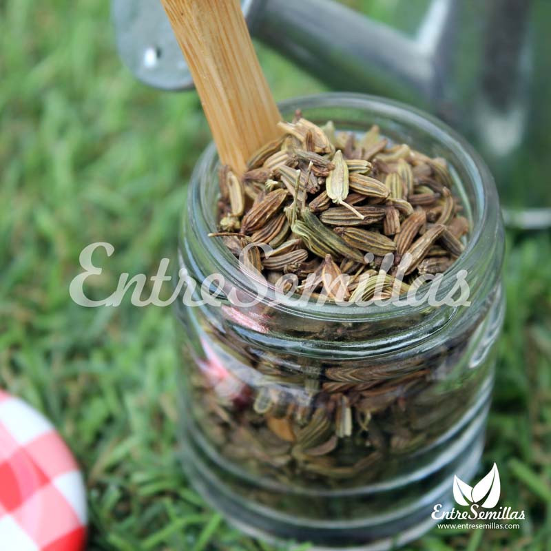 Sementes de Funcho Doce de Florença (Foeniculum vulgare) Erva-doce ...