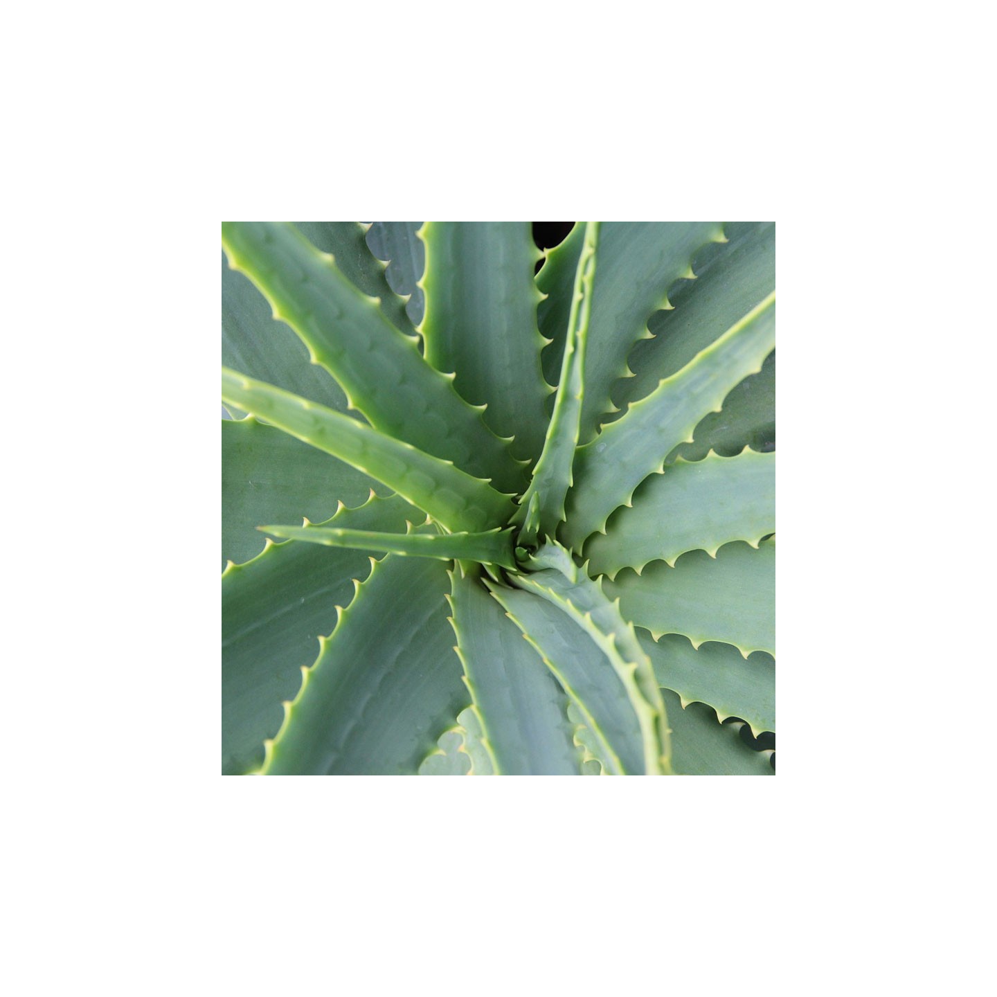Aloe vera plantas, comprar online plantas de la mejor Aloe vera