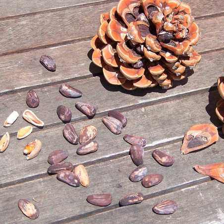 Sementes de Pinheiro-manso (Pinus pinea) árbol ornamental fruto pinhões