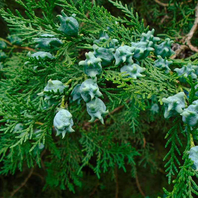 Sementes de Tuia-da-china (Platycladus orientalis syn. Thuja orientalis)