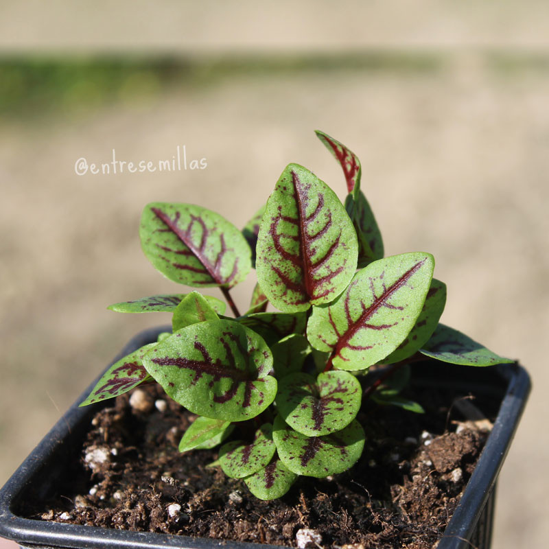 Plantas de Acedera roja sanguínea en maceta (Rumex sanguinea)