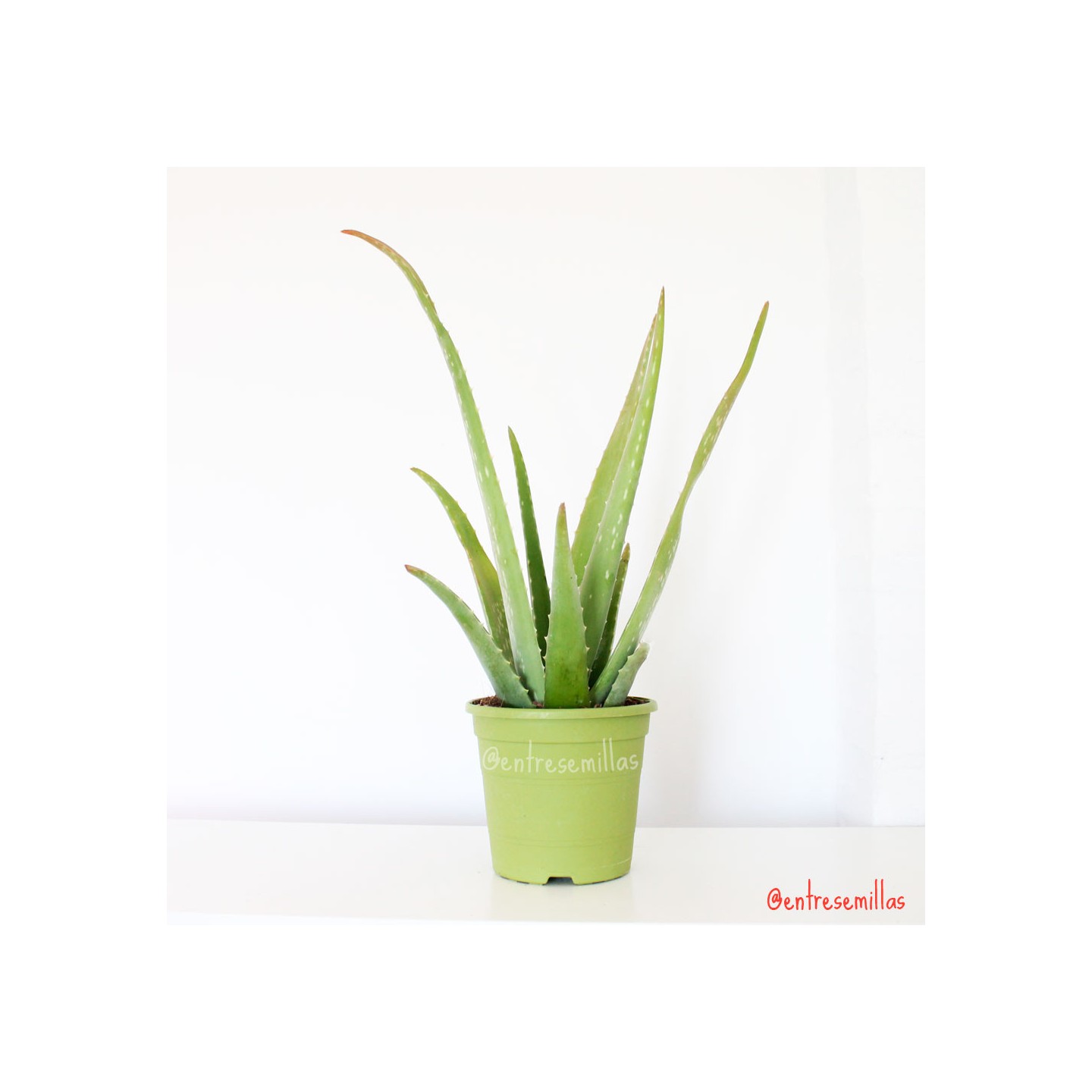 Aloe vera plantas, comprar online plantas de la mejor Aloe vera