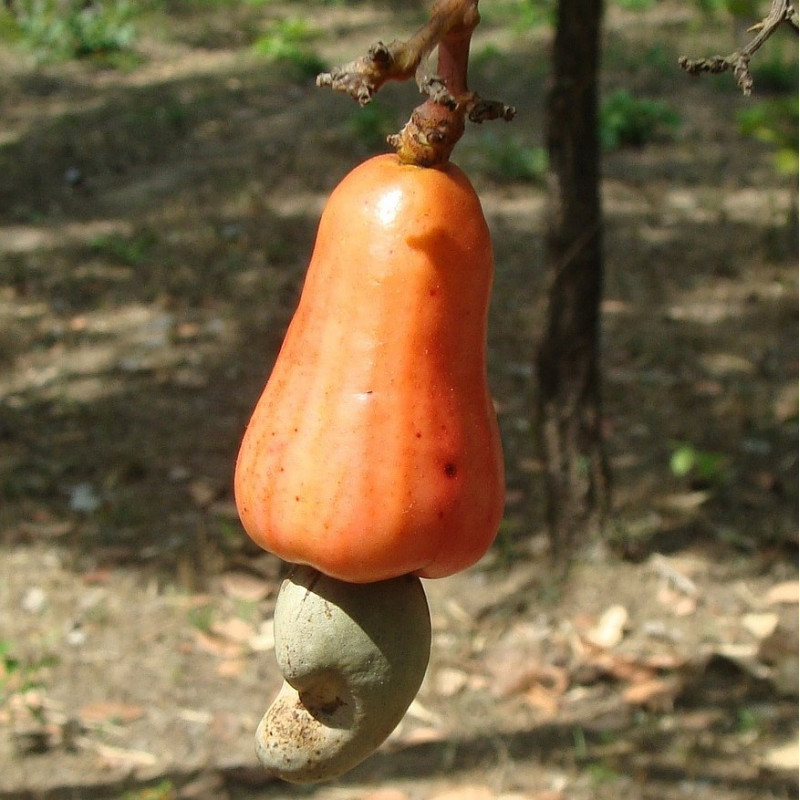 Sementes de caju (Anacardium occidentale) para plantar cajueiro