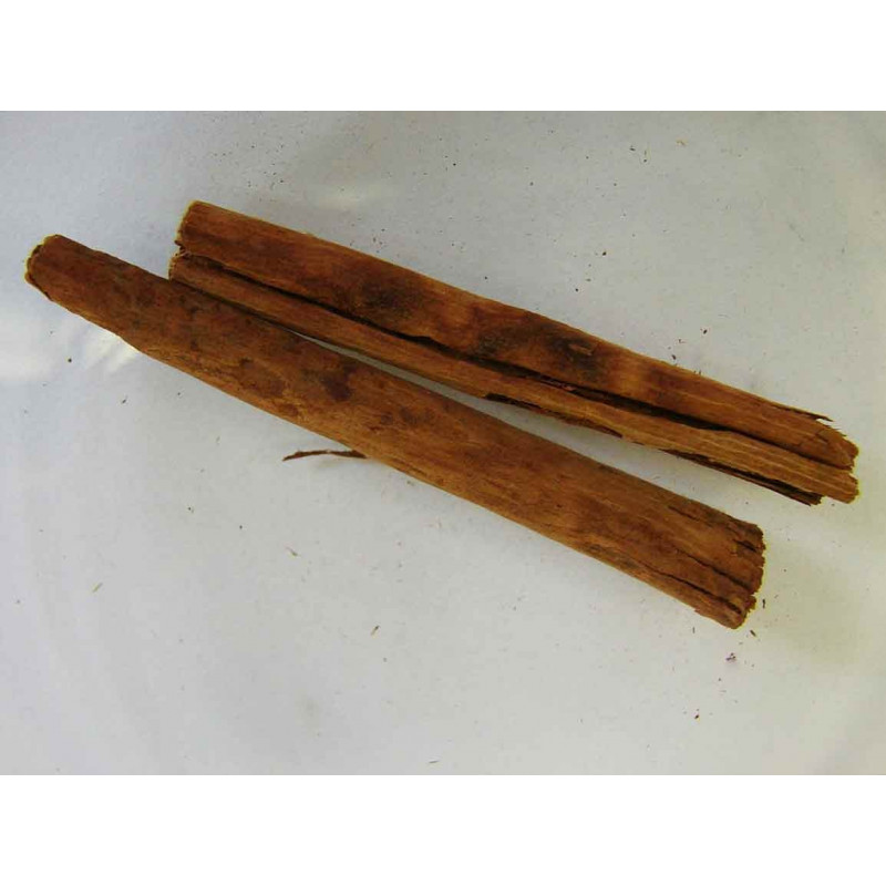 Planta de Árvore de Canela (Cinnamomun zeylanicum ou C. verum)