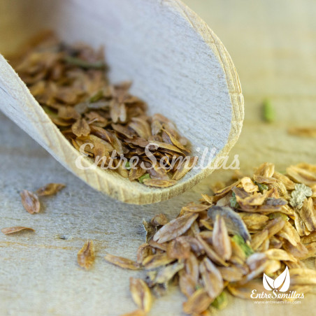 Sementes de Tuia Ocidental (Thuja occidentalis)