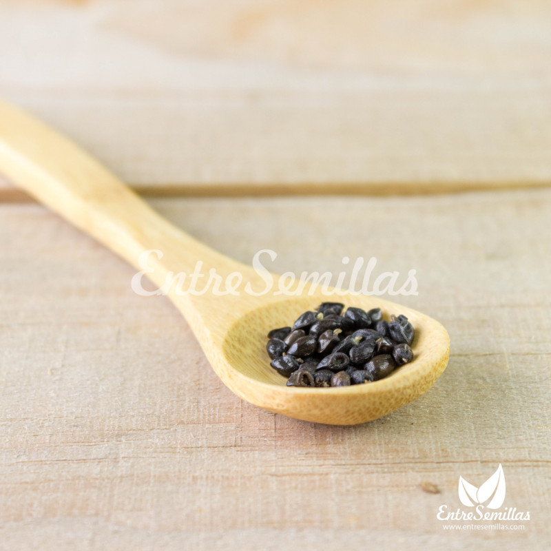 Sementes de confrei ou consolda (Symphytum officinale) para semear
