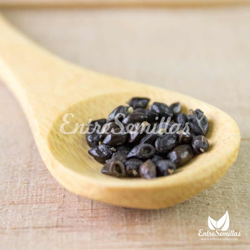 Sementes de confrei ou consolda (Symphytum officinale) para semear