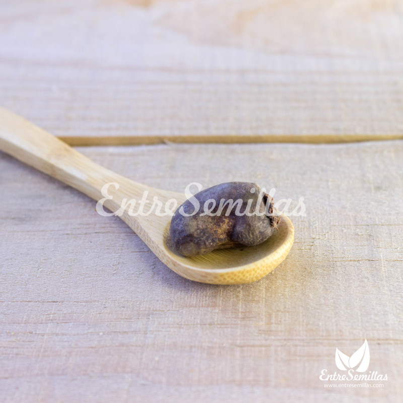 Sementes de caju (Anacardium occidentale) para plantar cajueiro