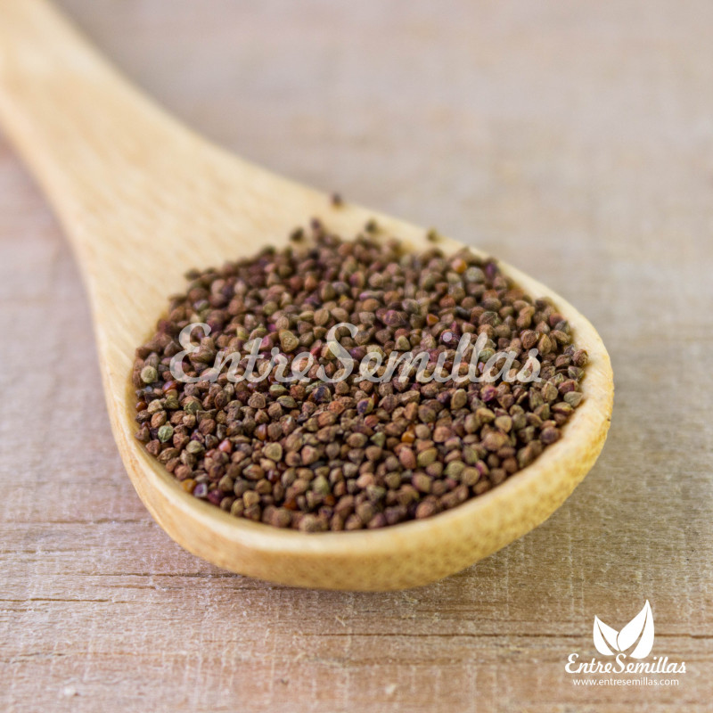 Sementes de Azedinha (Rumex acetosella)