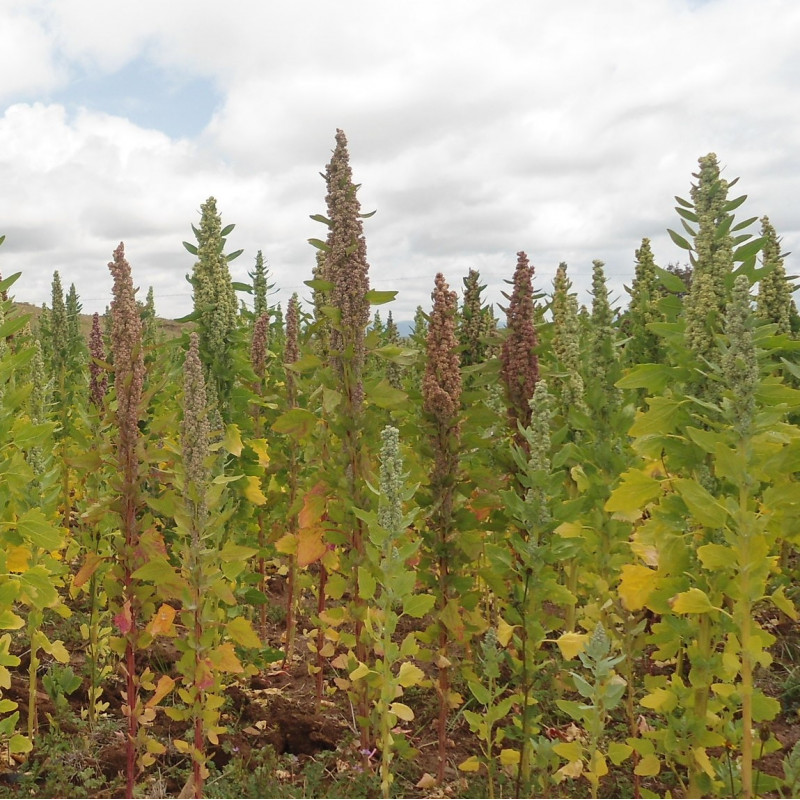 Sementes de Quinoa (Chenopodium quinoa) | Loja de sementes