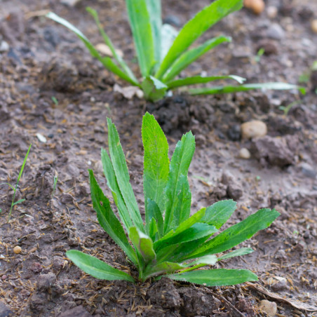 Sementes de Coentro-bravo ou Culantro (Eryngium foetidum), Coentro ...