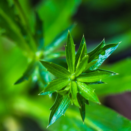 Sementes de Coentro-bravo ou Culantro (Eryngium foetidum), Coentro ...