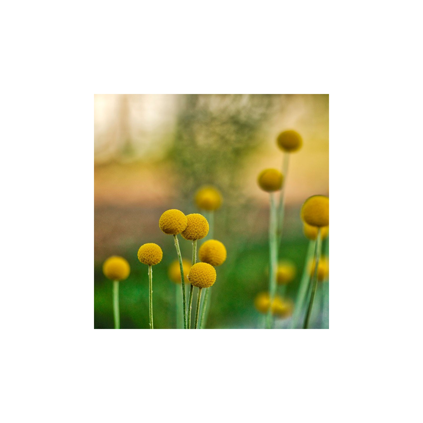 Sementes de Craspedia globosa, flores amarelas