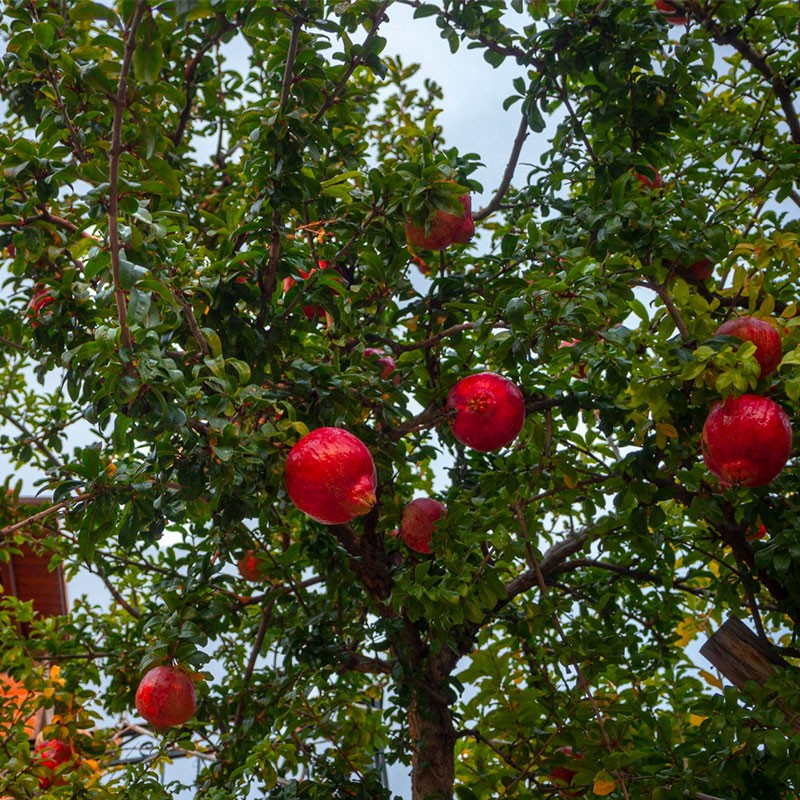 Sementes de romã (Punica granatum) para semear plantas de romã ou Romãzeira