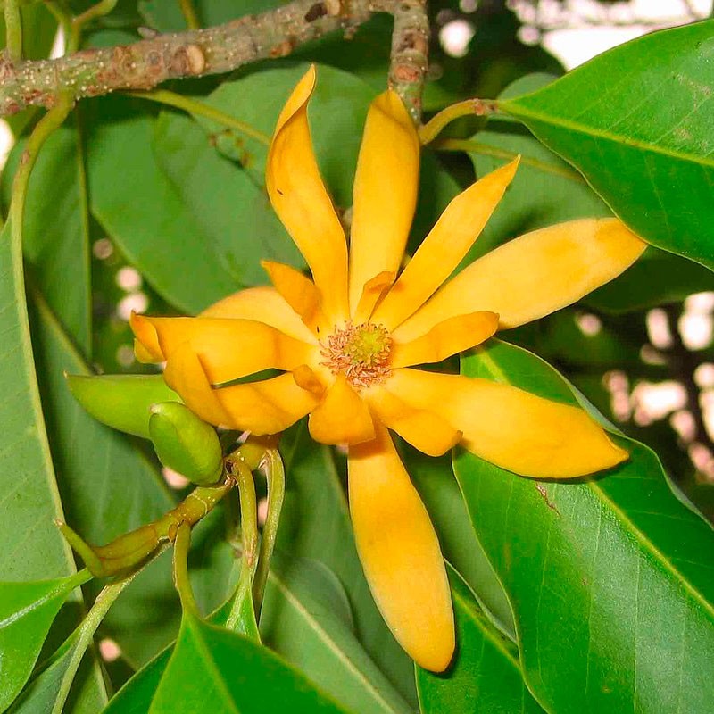 Sementes de Magnolia champaca ou Michelia champaca | EntreSementes