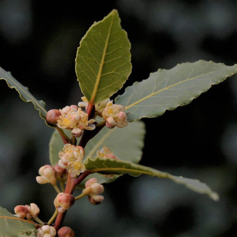 Plantas de Louro (Laurus nobilis) | EntreSementes