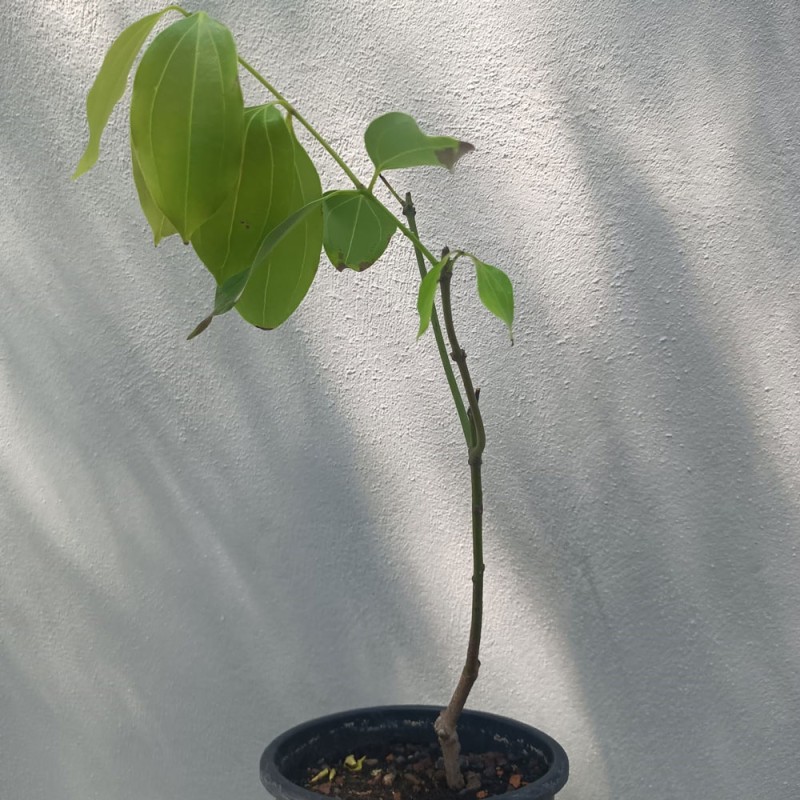 Planta de Árvore de Canela (Cinnamomun zeylanicum ou C. verum)