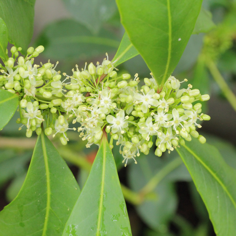 Plantas de Erva-mate (Ilex paraguariensis) erva de los jesuítas