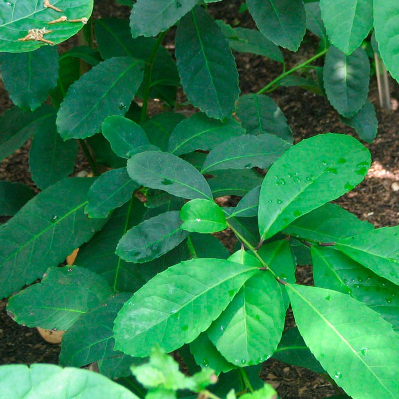 Plantas de Erva-mate (Ilex paraguariensis) erva de los jesuítas