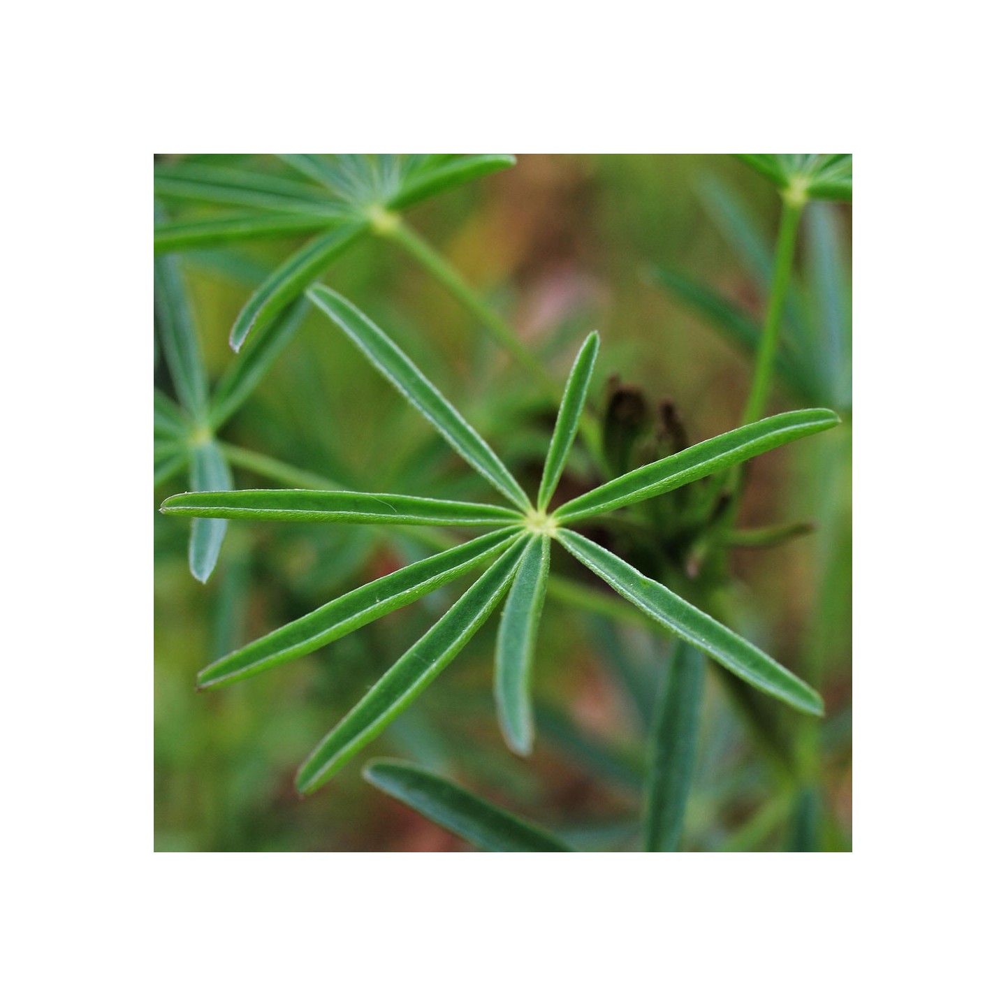 Sementes de Altramuz Azul (Lupinus angustifolius) | Loja de sementes