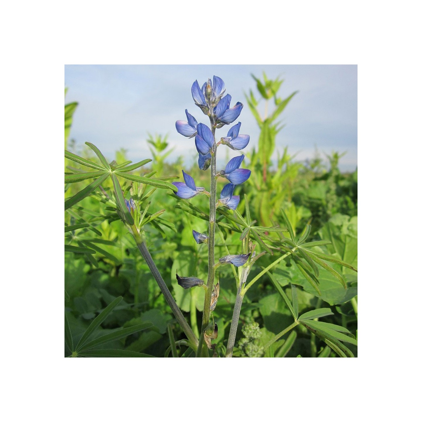 Sementes de Altramuz Azul (Lupinus angustifolius) | Loja de sementes