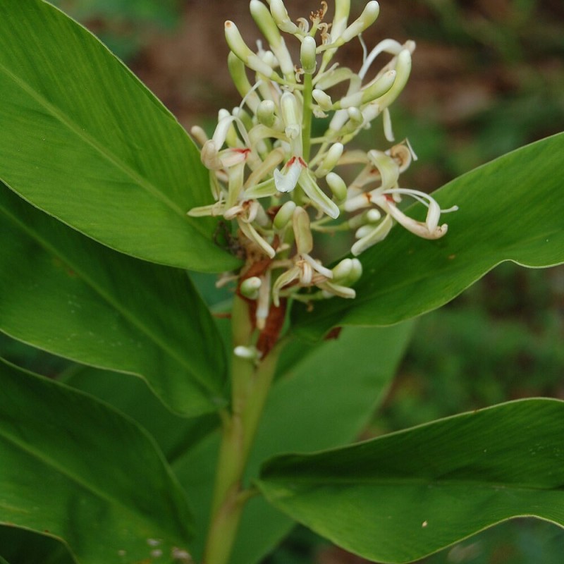 Plantas de Galanga (Alpinia galanga) | Plantas raras