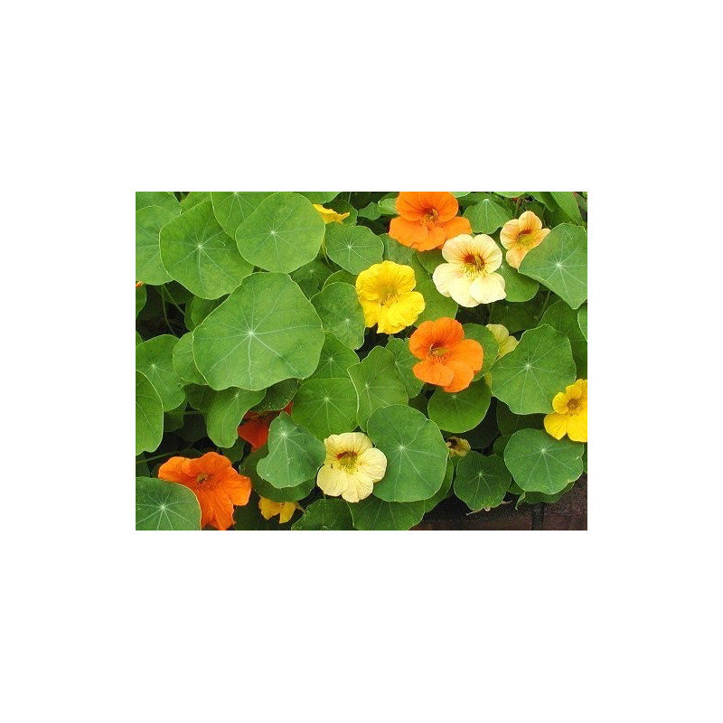 Sementes de Capuchinha (Tropaeolum majus) com flores comestíveis