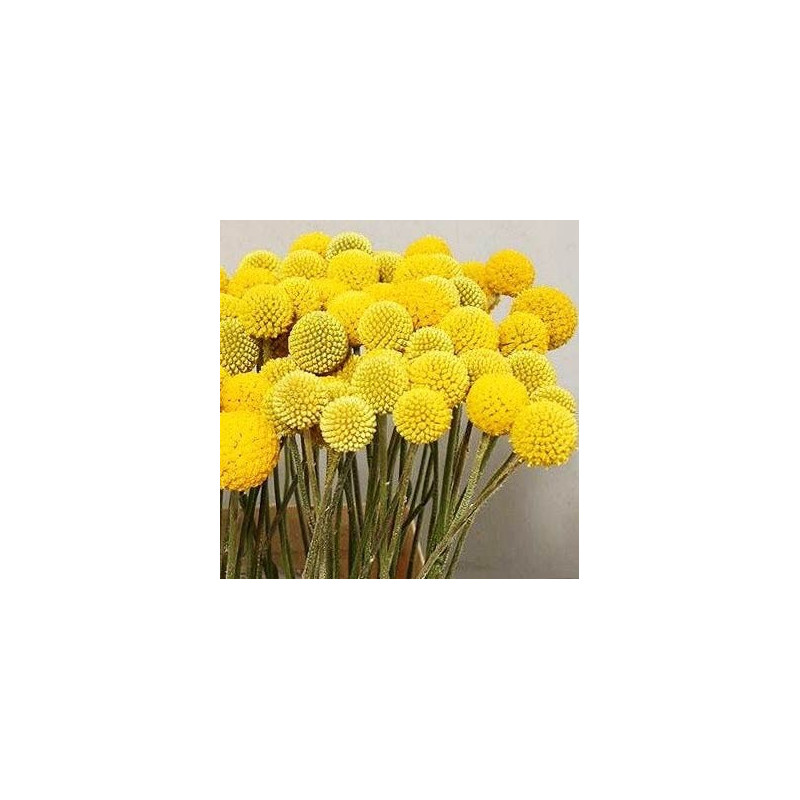 Plantas de craspedia globosa sembrar semillas flores amarillas flor
