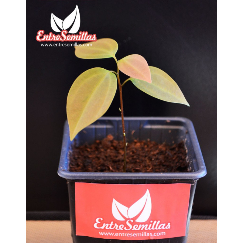 Planta de Árvore de Canela (Cinnamomun zeylanicum ou C. verum)