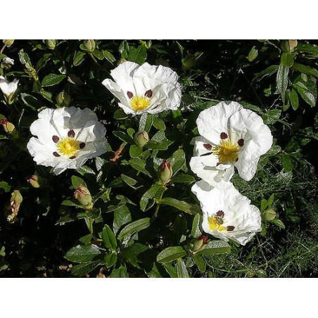 Sementes de Esteva ou Ládano (Cistus ladanifer) grande planta de flor ...