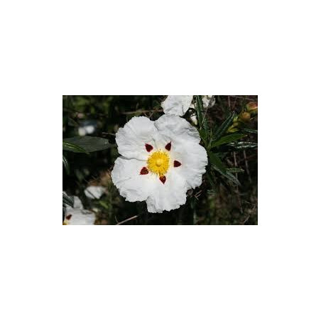 Sementes de Esteva ou Ládano (Cistus ladanifer) grande planta de flor ...